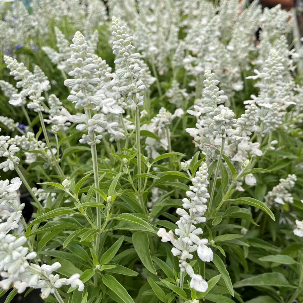 Salvia Sallyfun White - Springvale Garden Centre