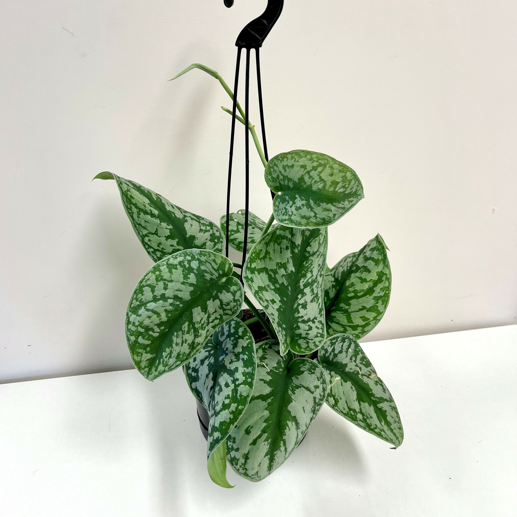 Scindapsus Exotica 14cm - Springvale Garden Centre