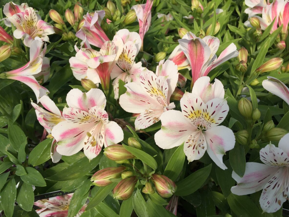 Alstroemeria Inca Vienna - Springvale Garden Centre