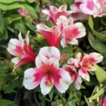 Alstroemeria Inticancha Maya - Springvale Garden Centre