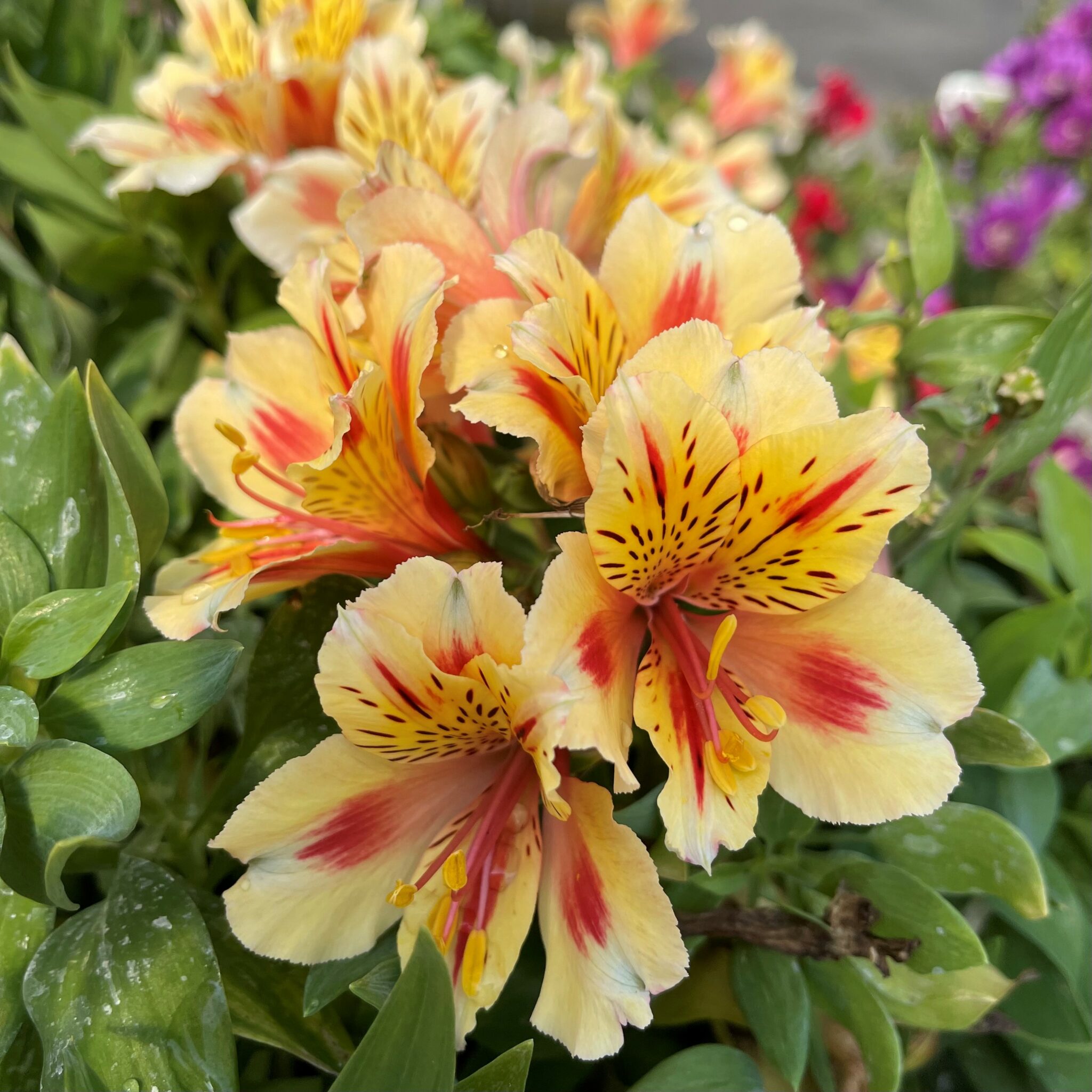 Alstroemeria Inticancha Sunset - Springvale Garden Centre