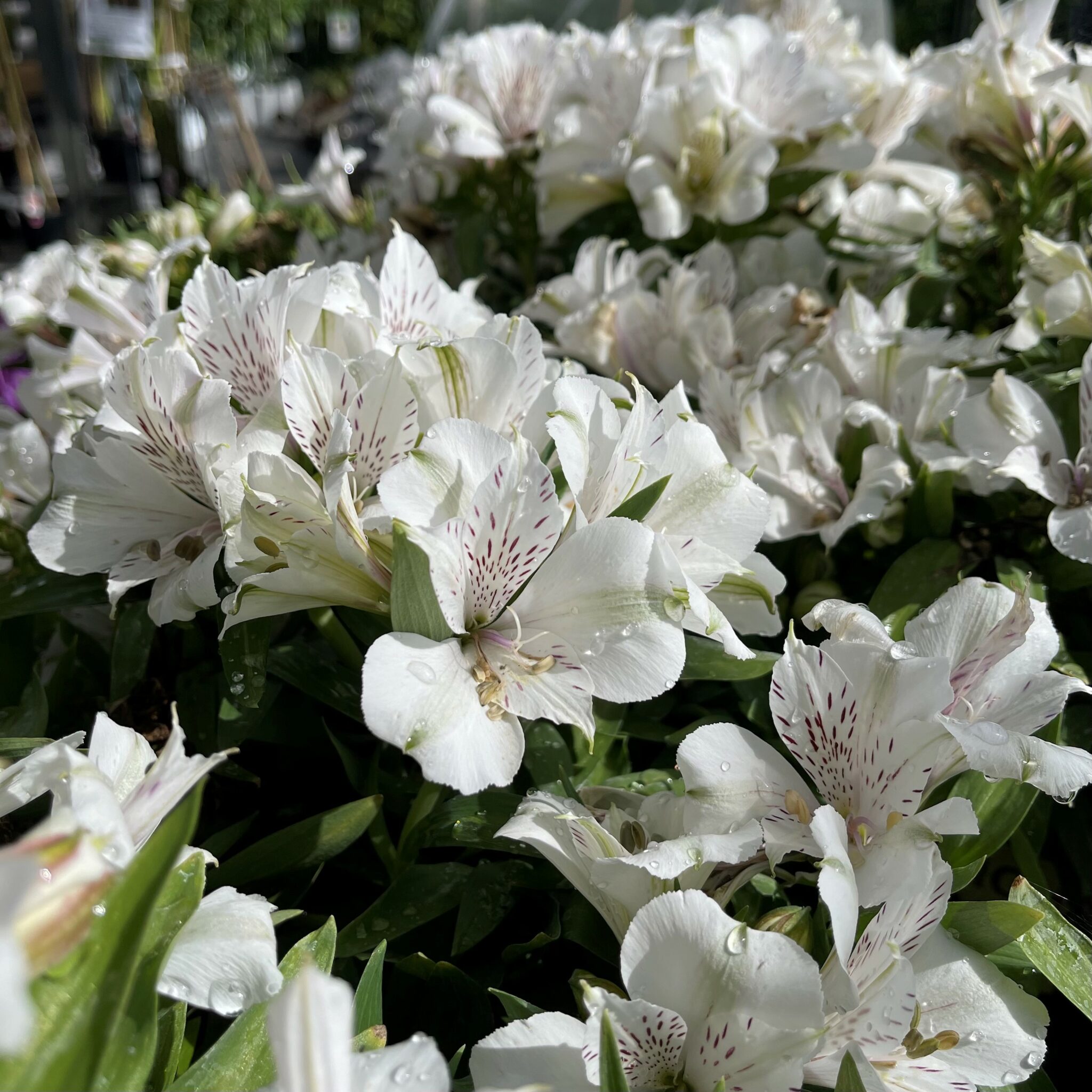 Alstroemeria Inticancha Magic - Springvale Garden Centre