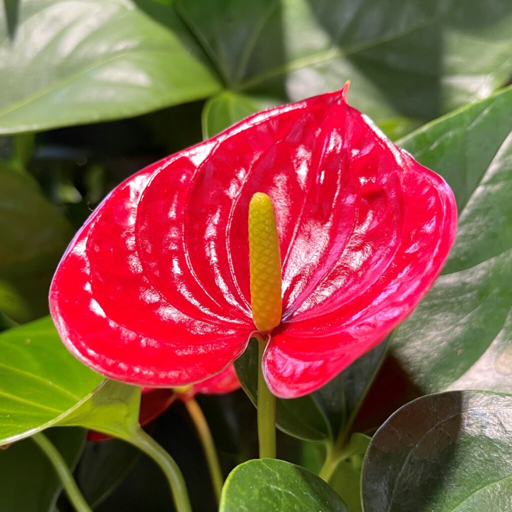Anthurium Andreanum 12cm - Springvale Garden Centre