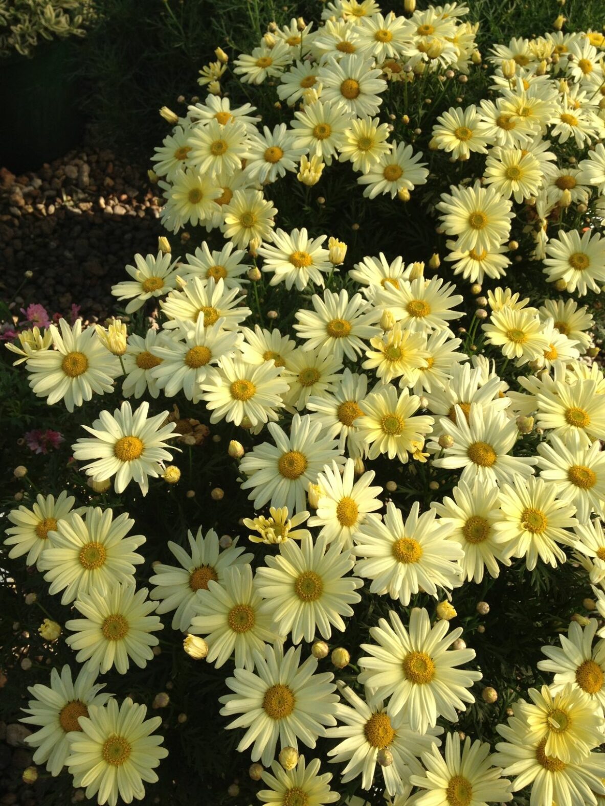 Argyranthemum Butterball - Springvale Garden Centre