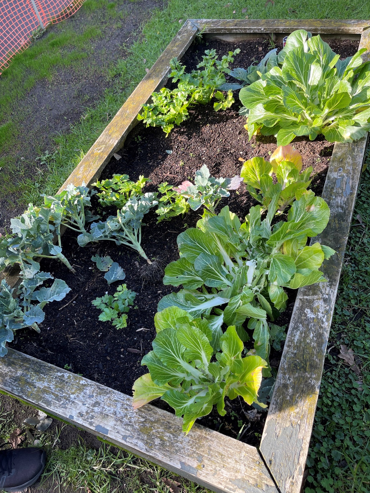 Carlton School - Springvale Garden Centre