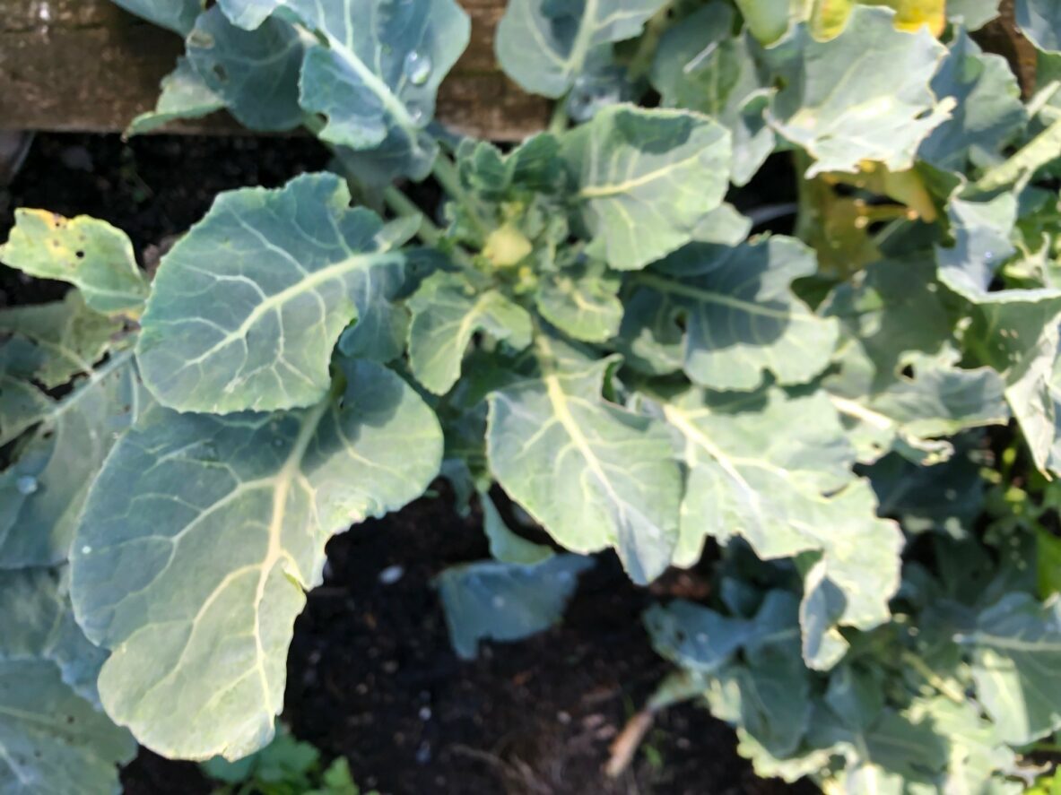 Carlton School - Springvale Garden Centre