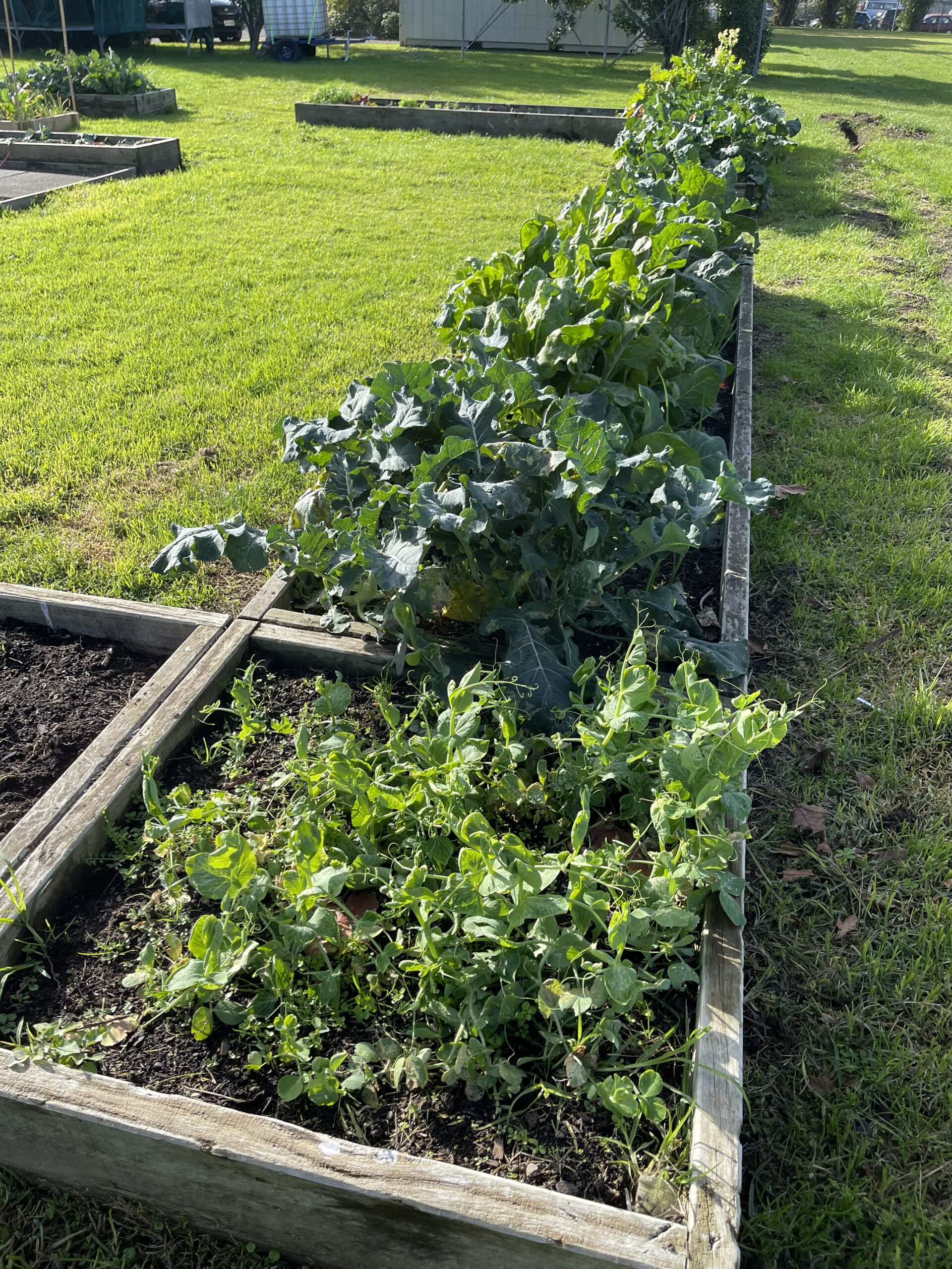 Whanganui City College - Springvale Garden Centre