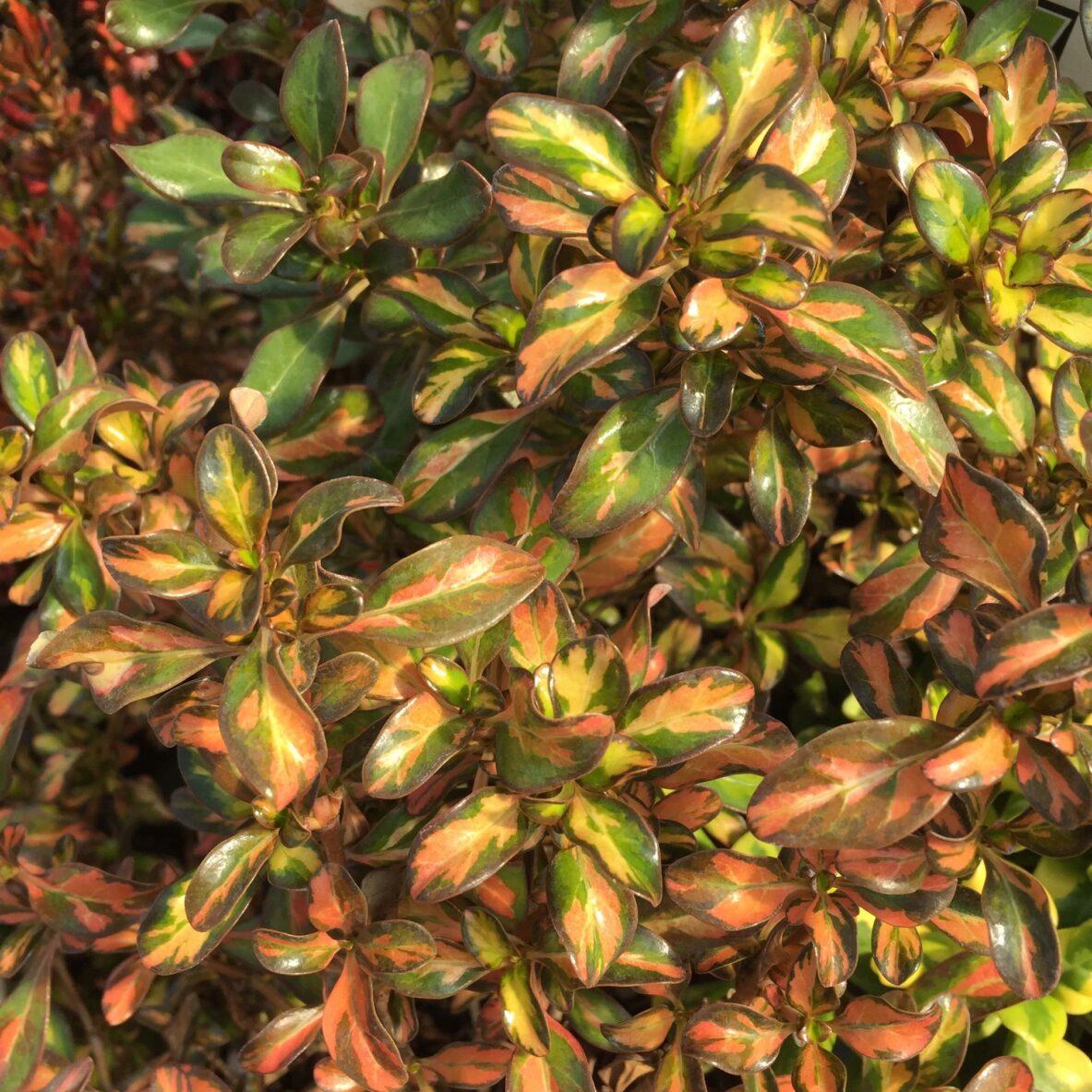 Coprosma Evening Glow 1.3lt - Springvale Garden Centre