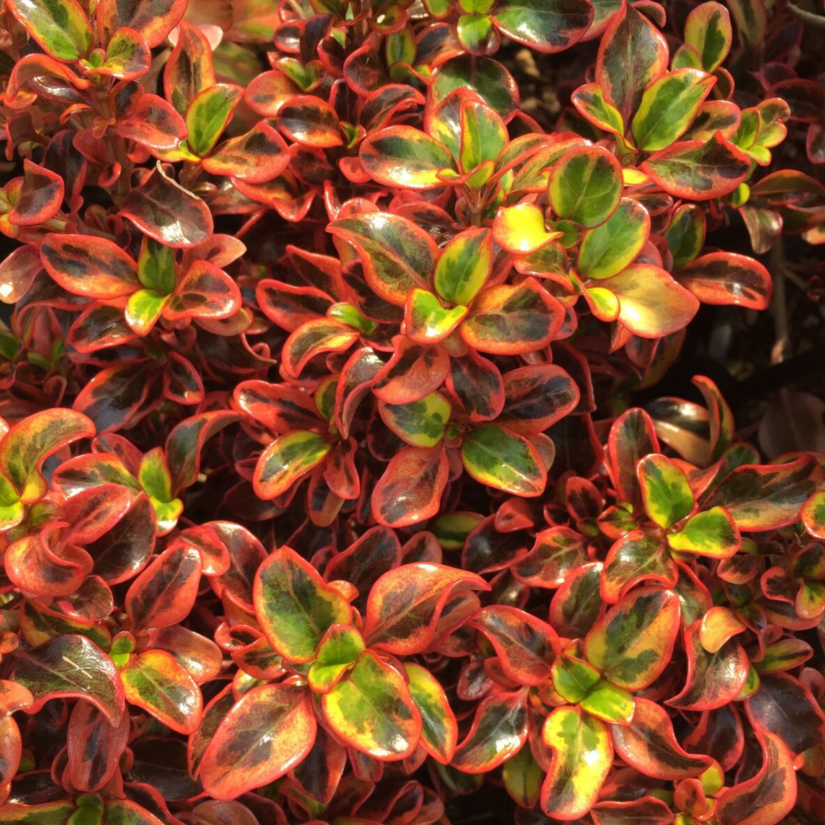 Coprosma Ignite 2.5L - Springvale Garden Centre