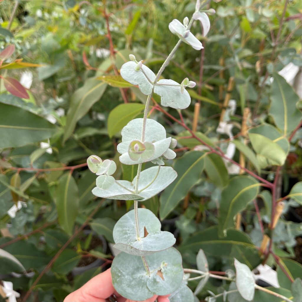 Eucalyptus Cinerea - Springvale Garden Centre