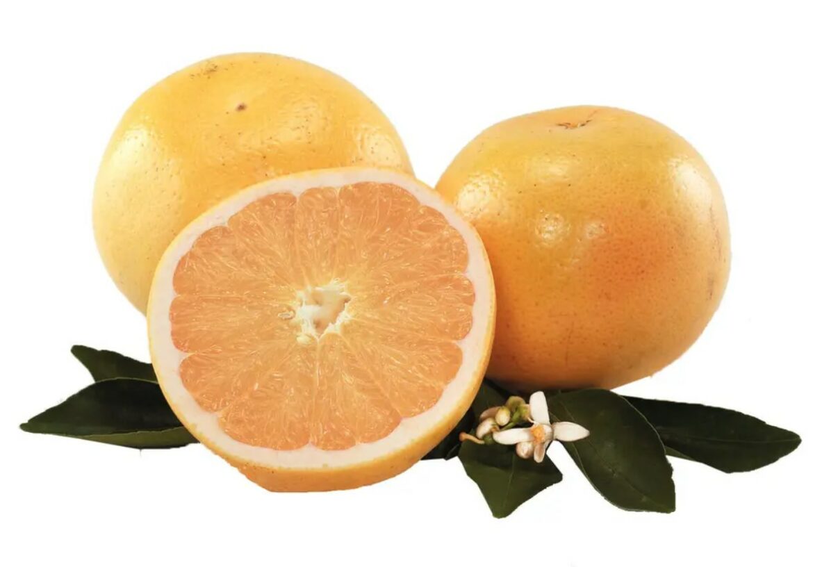 Grapefruit Golden Special - Springvale Garden Centre