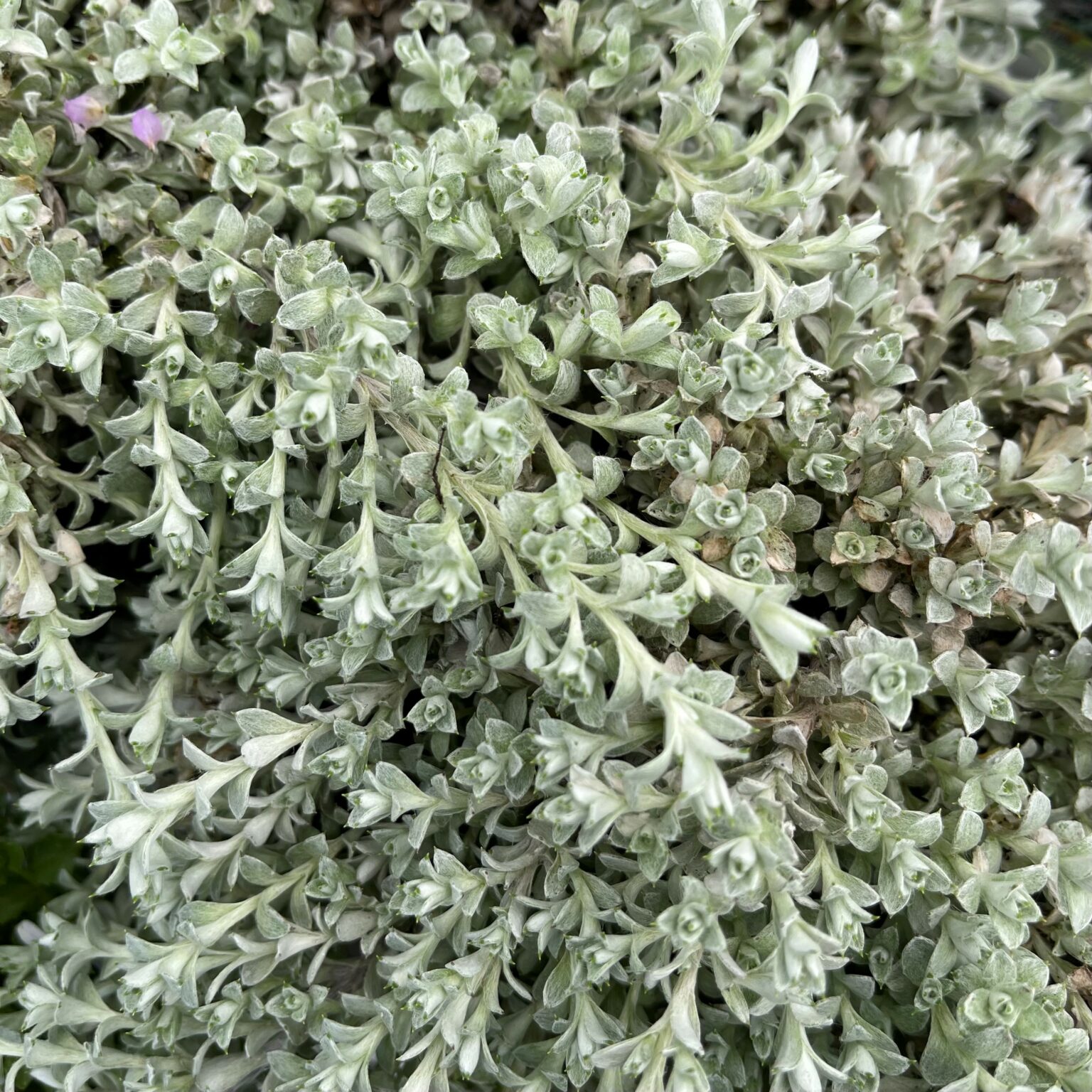 Helichrysum 'Graeme Patterson' - Springvale Garden Centre