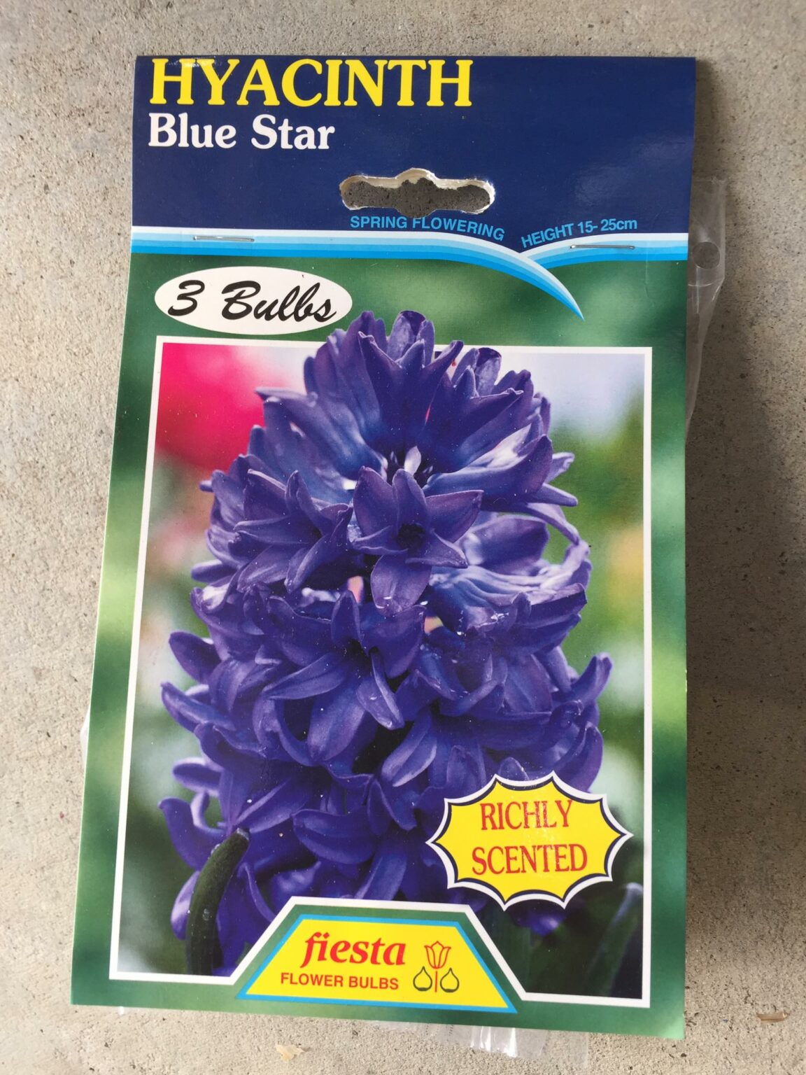 Hyacinth Blue Star - Springvale Garden Centre