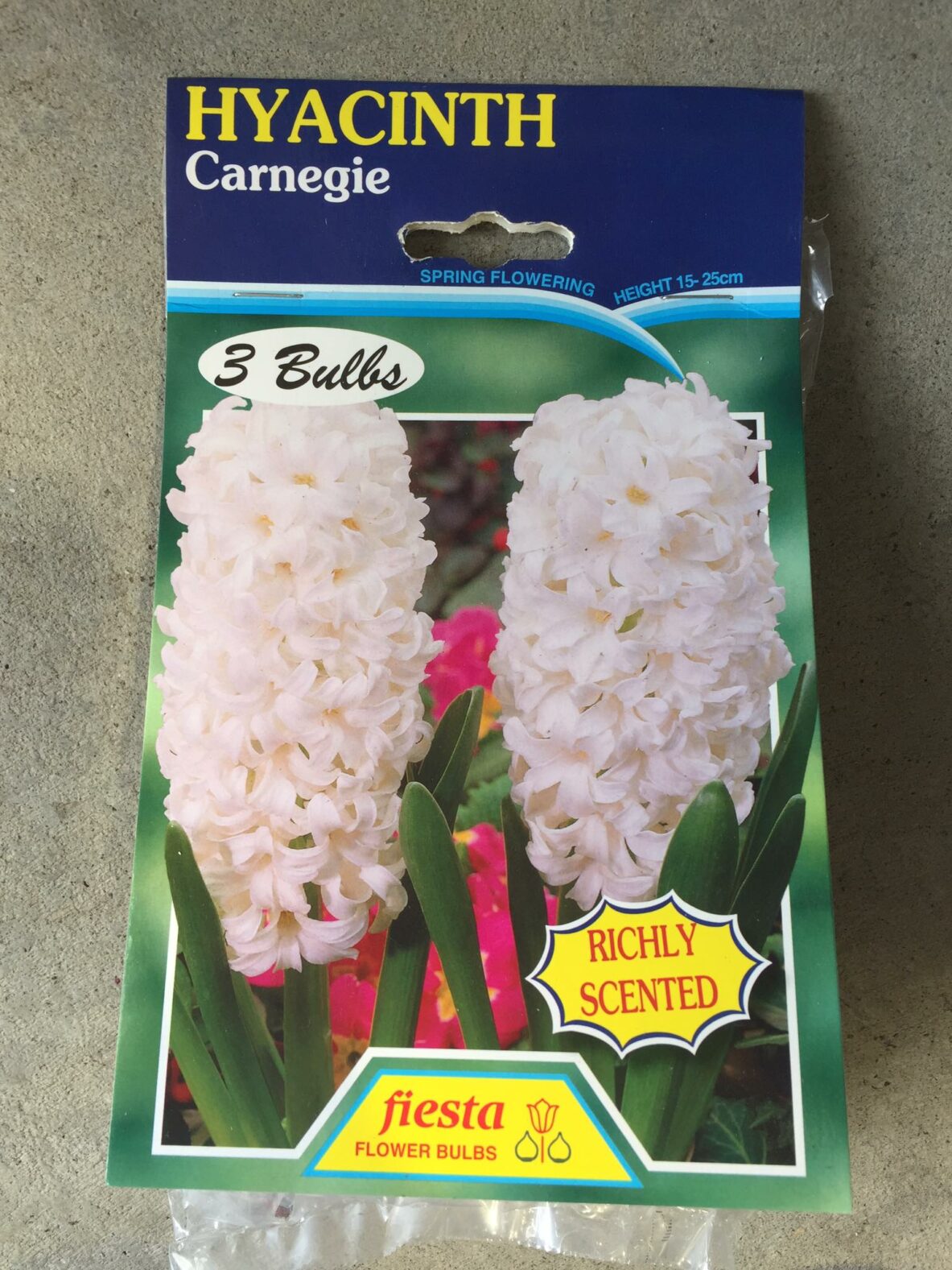 Hyacinth Carnegie - Springvale Garden Centre