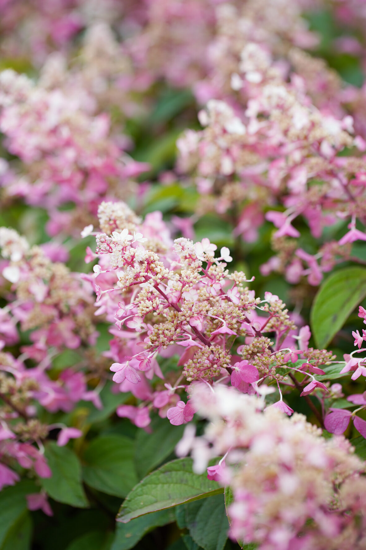 Hydrangea Candlelight PVR - Springvale Garden Centre