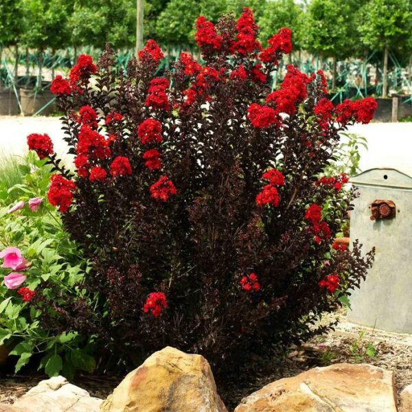 Lagerstroemia Crimson Red PVR - Springvale Garden Centre
