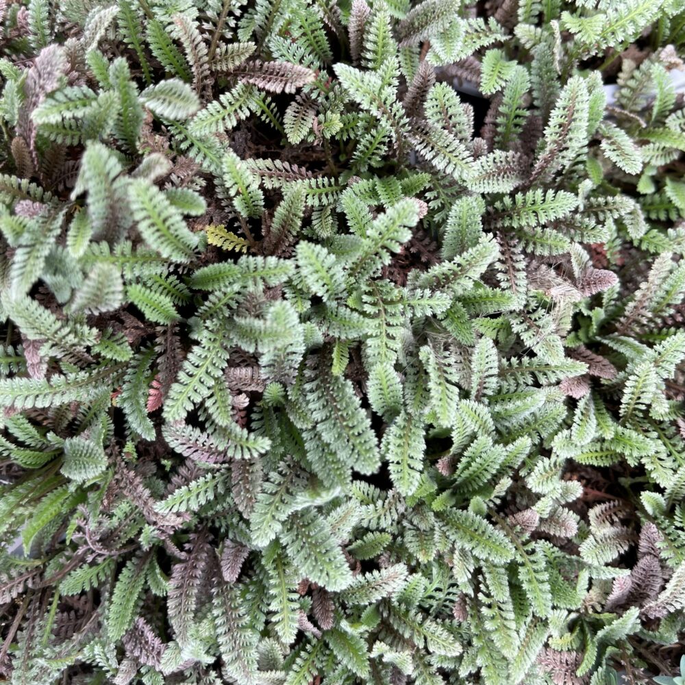 Leptinella Pusilla - Springvale Garden Centre