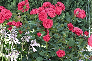 Rose Show Piece Lipstick PVR 2 - Springvale Garden Centre