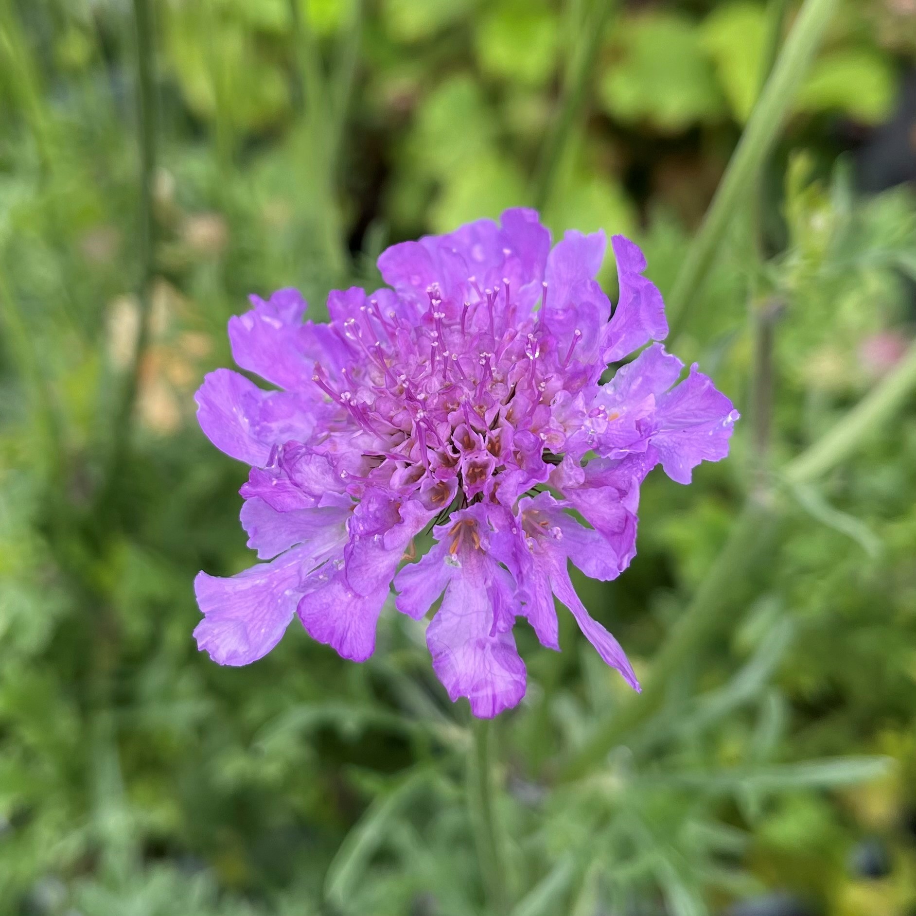 Scabiosa atropurpurea Vivid Vi - Springvale Garden Centre
