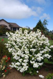 Viburnum opulus Sterile PB18 - Springvale Garden Centre