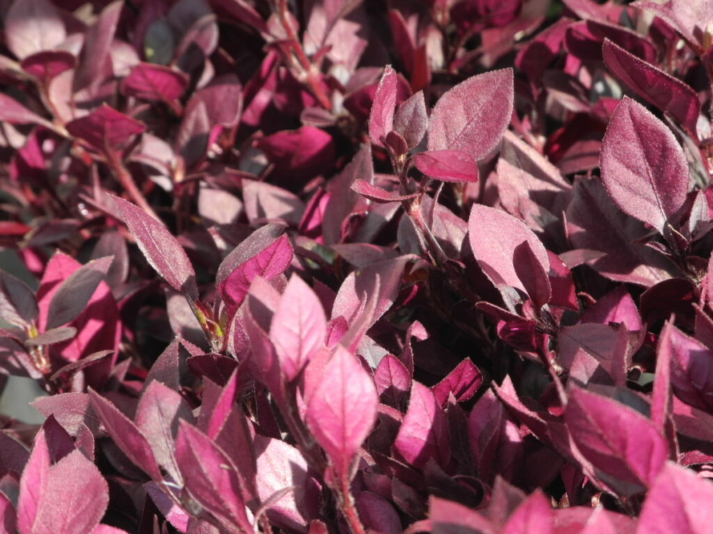 Alternanthera Little Ruby pvr - Springvale Garden Centre