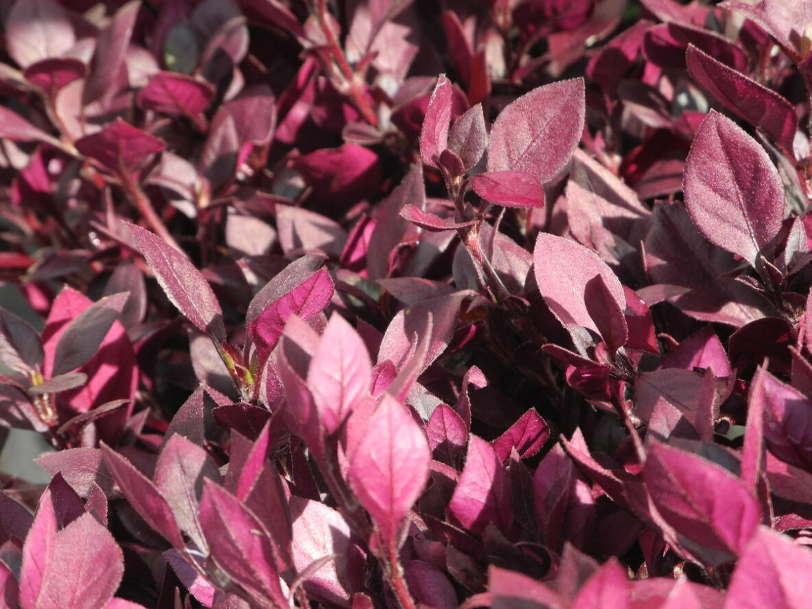 Alternanthera Little Ruby pvr - Springvale Garden Centre