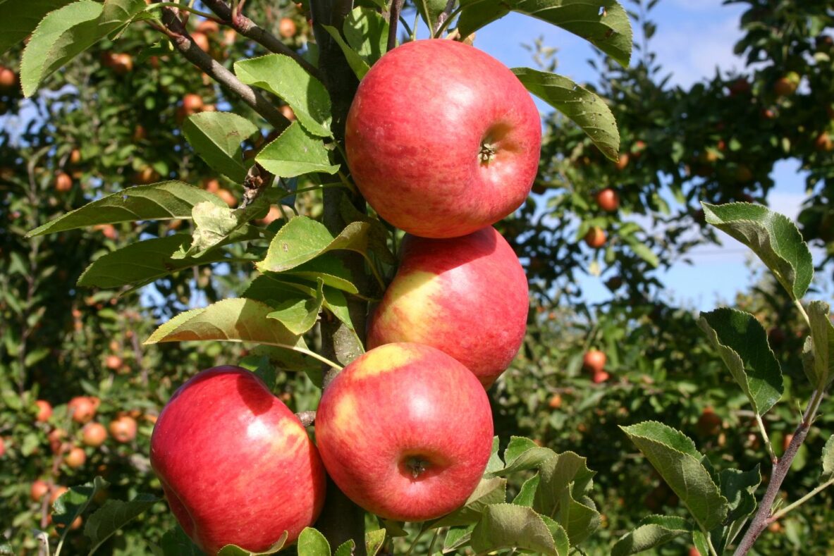 Apple 'Topaz' M26 - Springvale Garden Centre