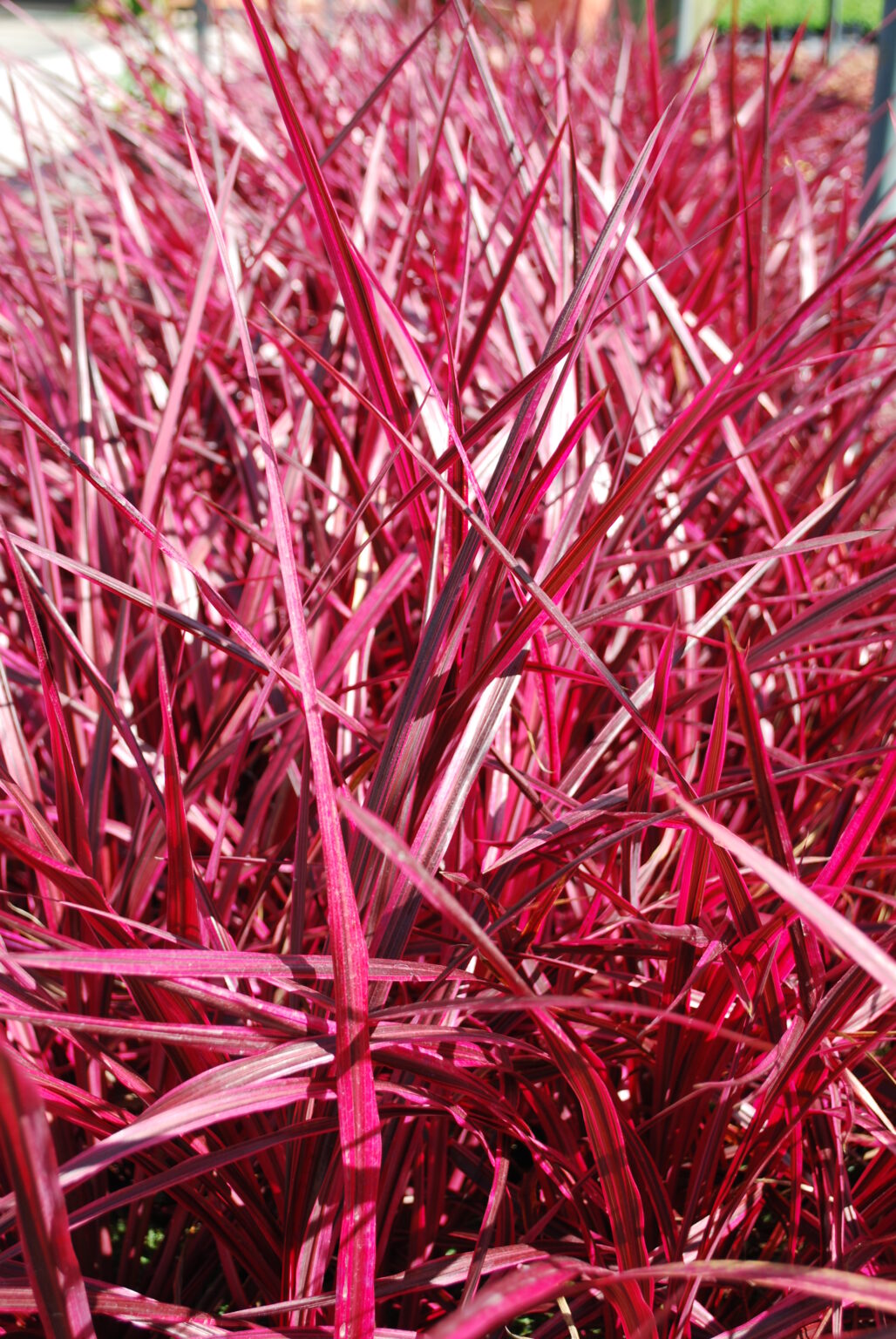 Cordyline Raspberry Fountain - Springvale Garden Centre