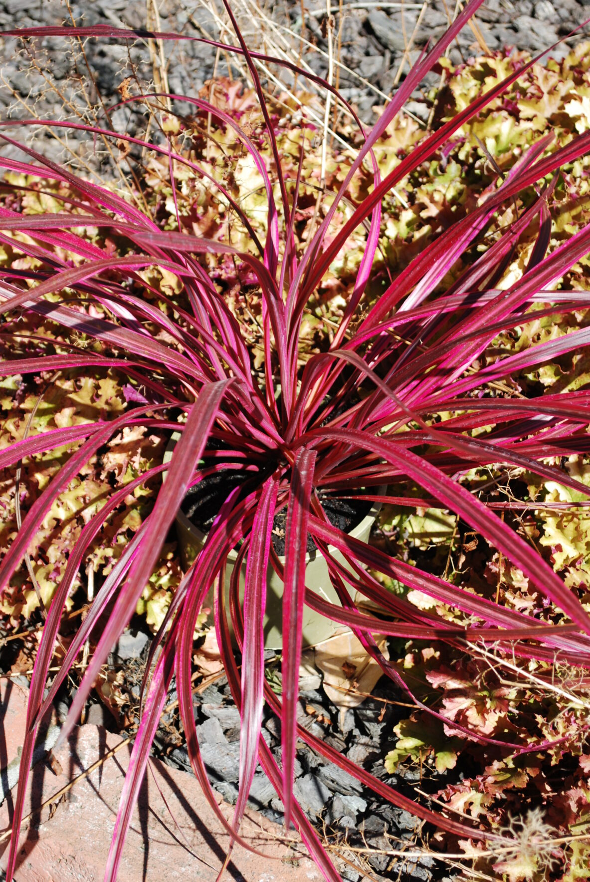 Cordyline Raspberry Fountain - Springvale Garden Centre