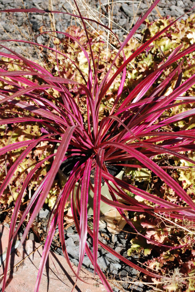 Cordyline Raspberry Fountain - Springvale Garden Centre