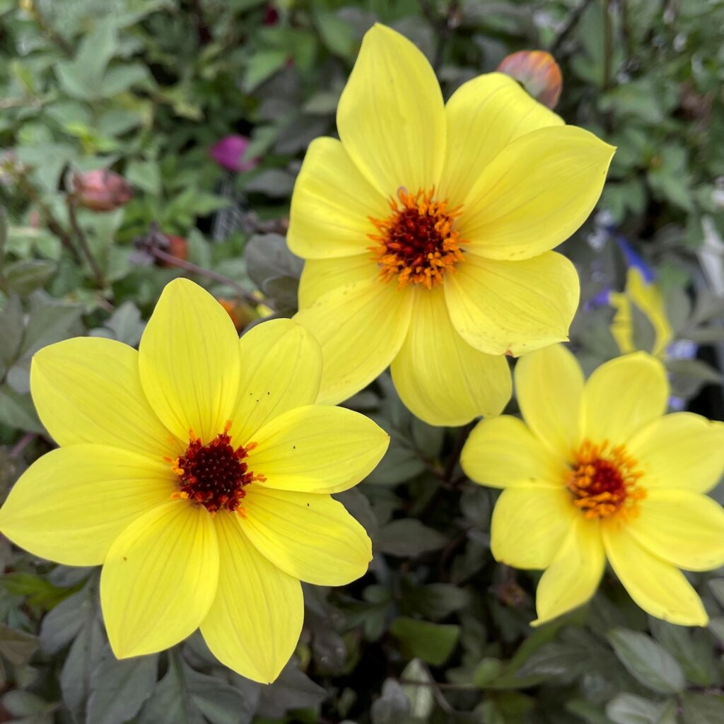 Dahlia Mystic Illusion PVR - Springvale Garden Centre