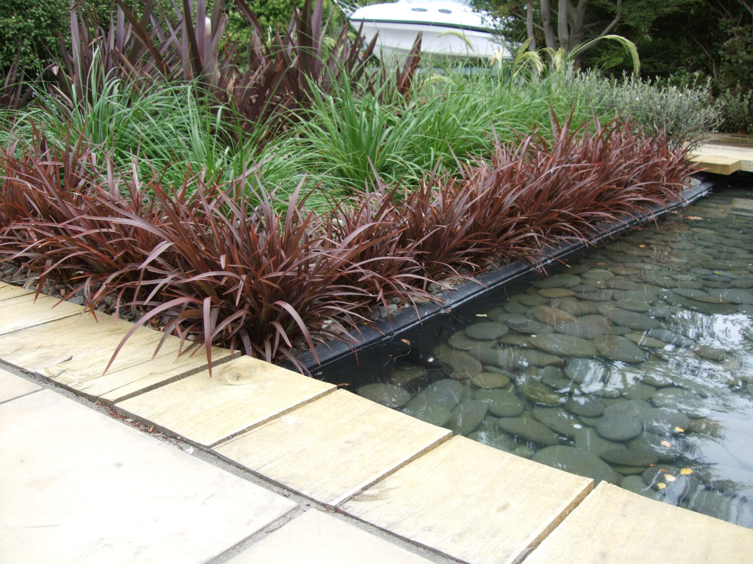 Phormium Sweet Mist - Springvale Garden Centre