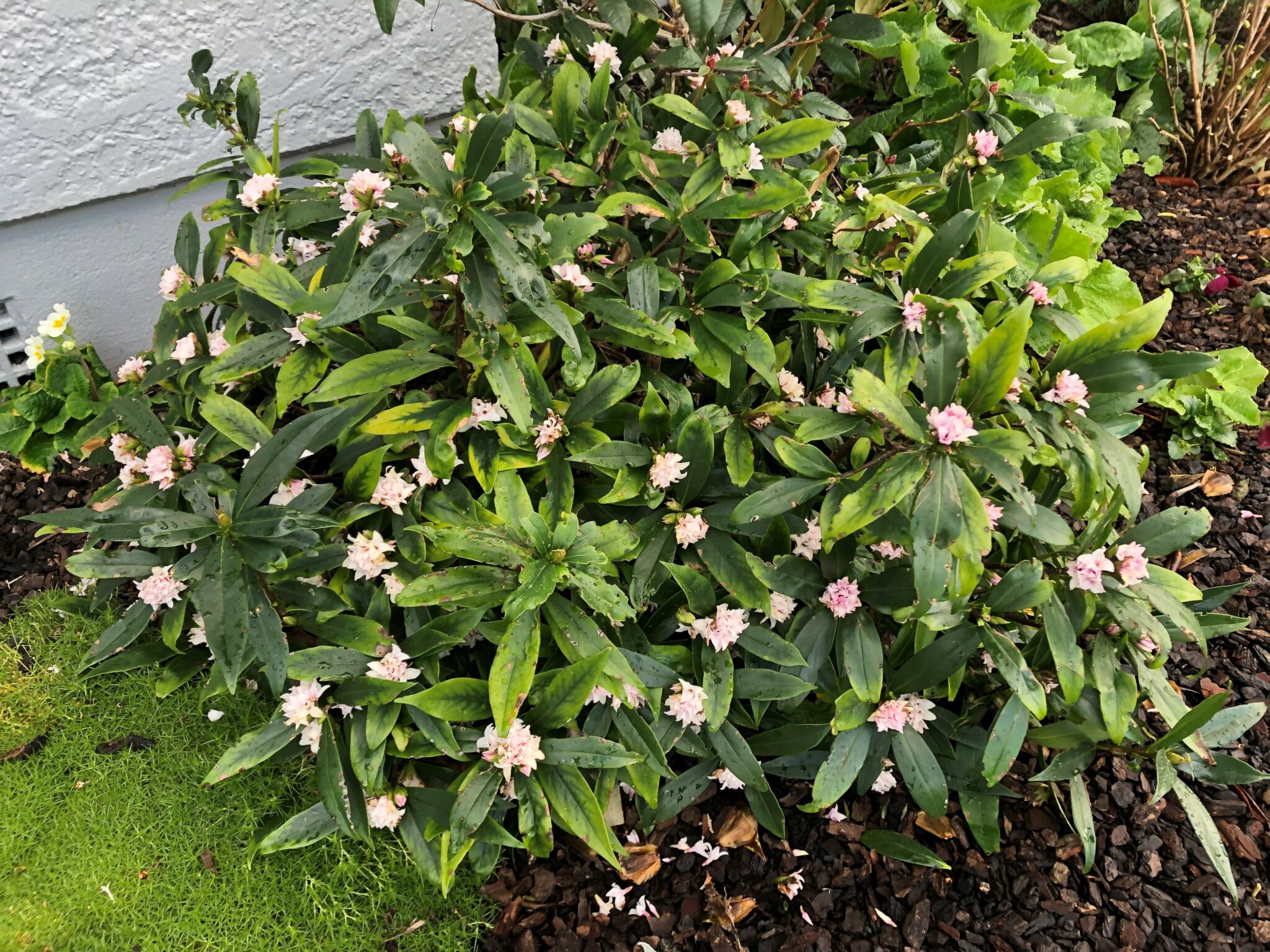 Daphne Perfume Princess - Springvale Garden Centre