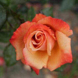 Remember Me - Springvale Garden Centre