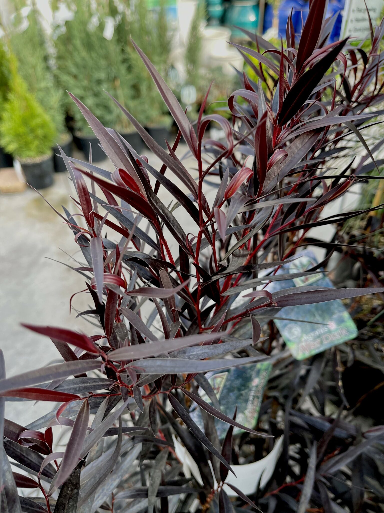 Agonis After Dark - Springvale Garden Centre