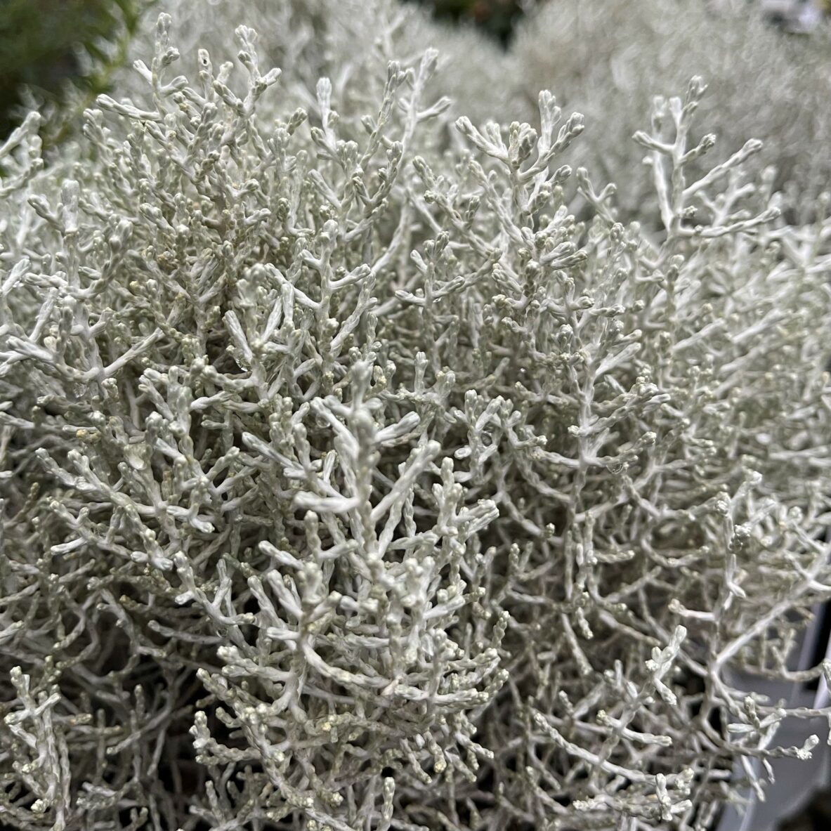 Calocephalus Brownii - Springvale Garden Centre