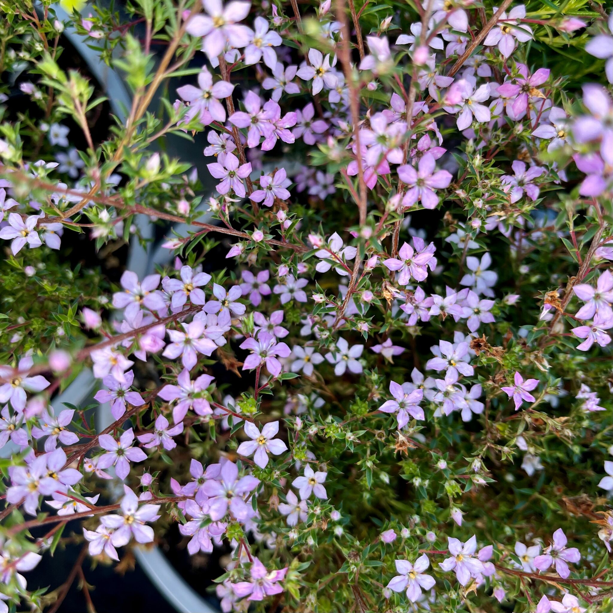 Coleonema Pink Confetti - Springvale Garden Centre