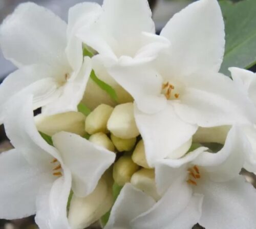 Daphne Perfume Princess White 17cm - Springvale Garden Centre