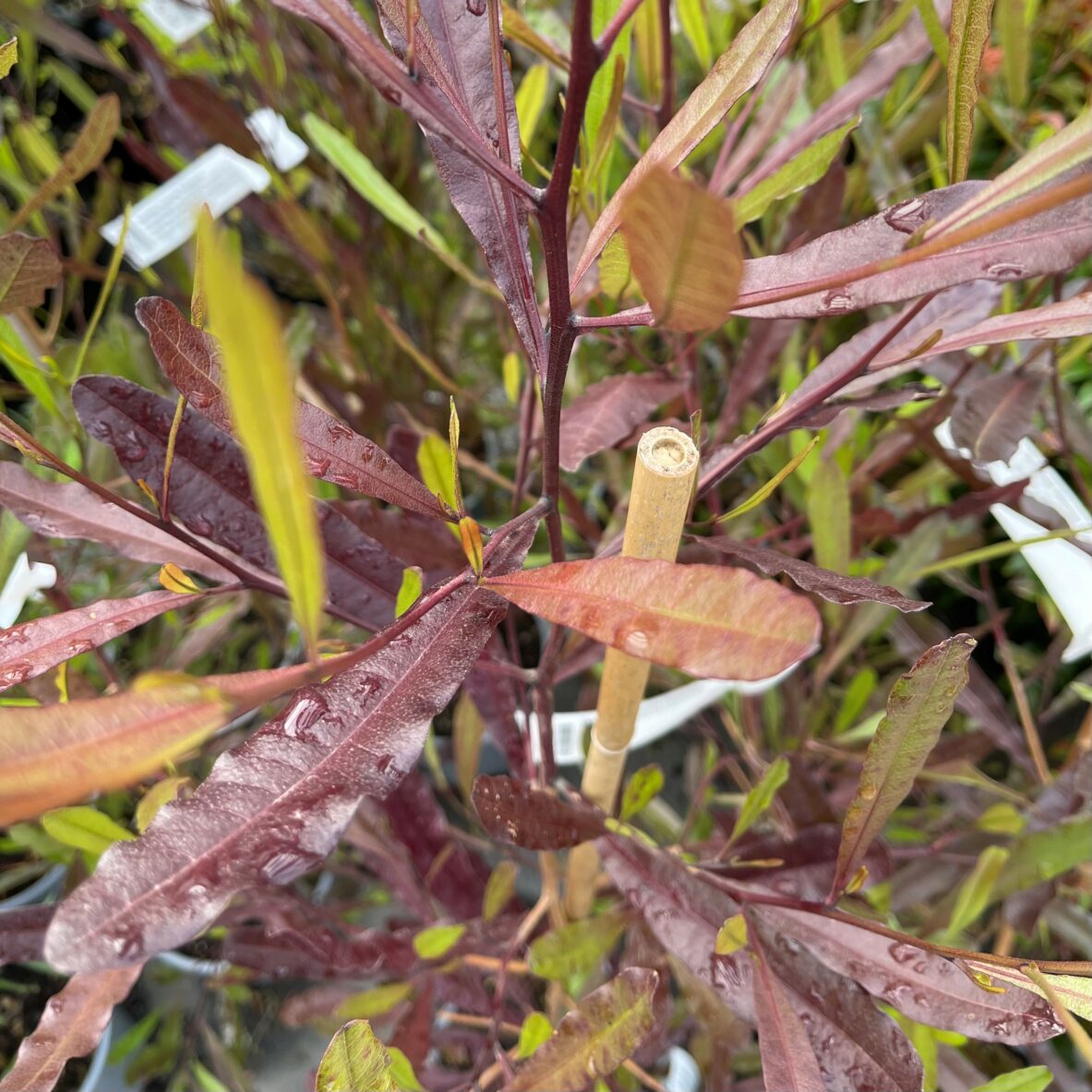 Dodonaea Viscosa Purpurea - Springvale Garden Centre