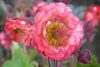 Geum Pink Petticoats - Springvale Garden Centre