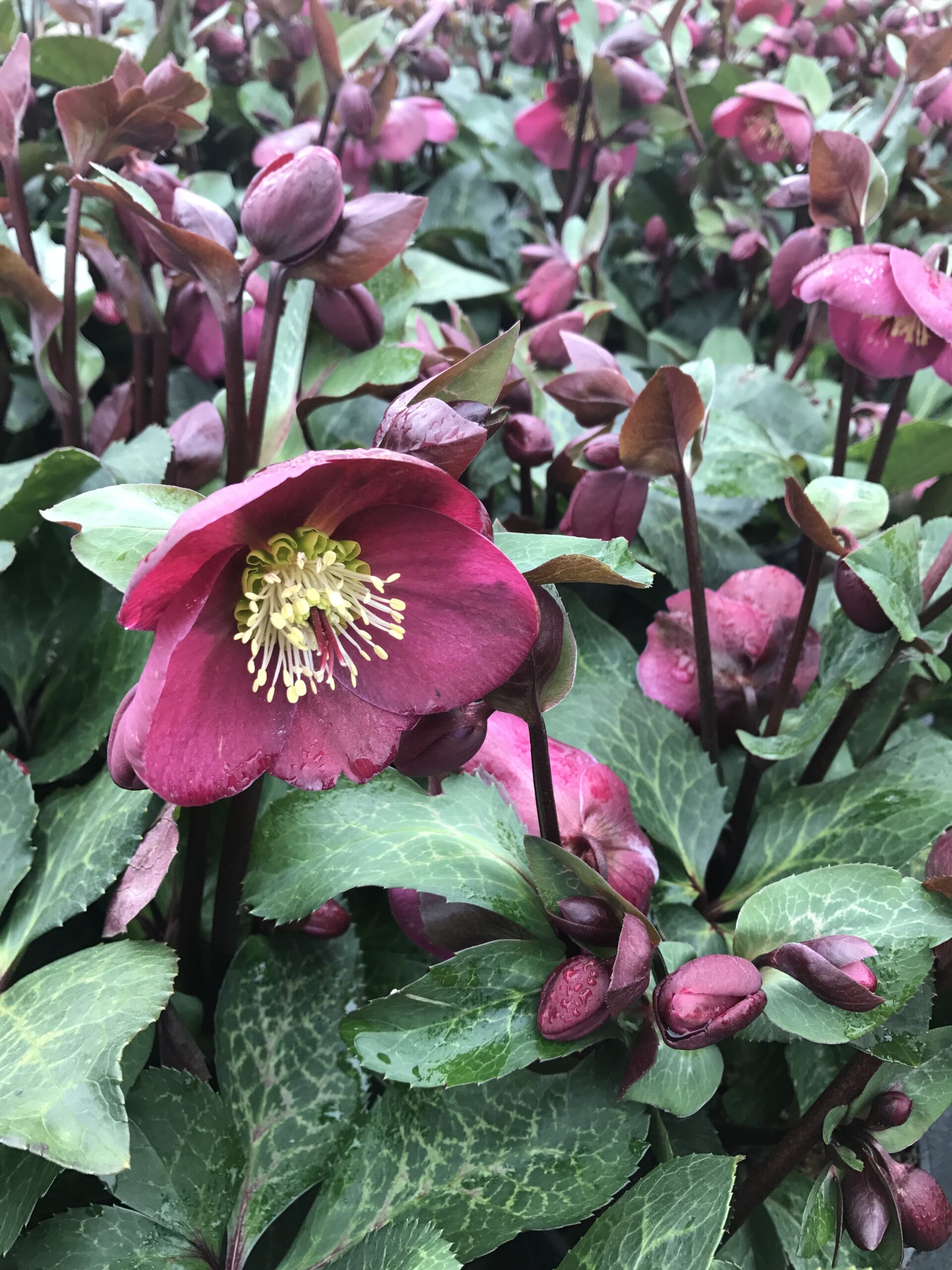 Helleborus Annas Red - Springvale Garden Centre
