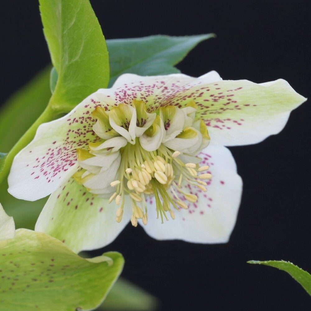 Helleborus 'Tutu White' - Springvale Garden Centre