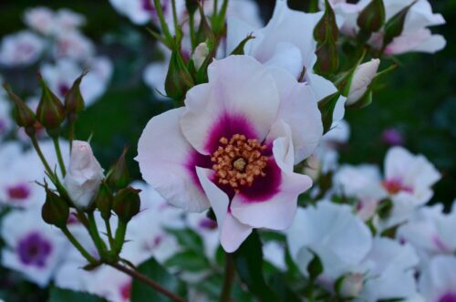 Rose Bush Ink Spots - Springvale Garden Centre
