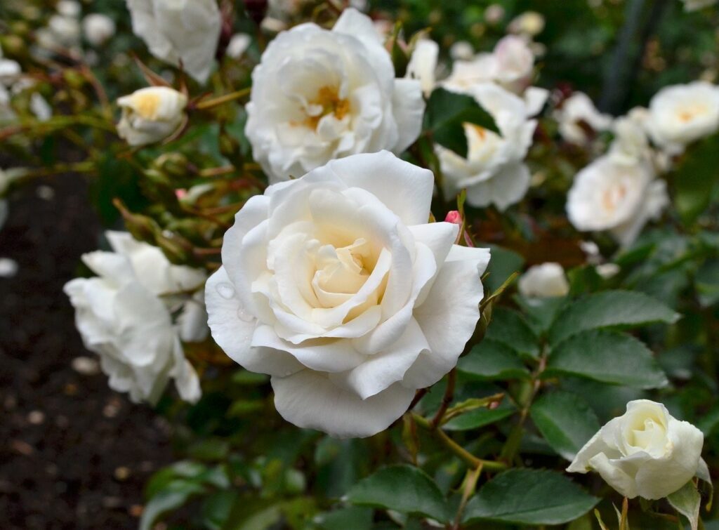 Rose Bush Jack Frost - Springvale Garden Centre