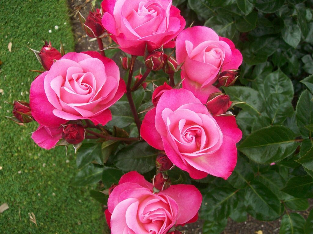 Rose Bush Looking Good - Springvale Garden Centre