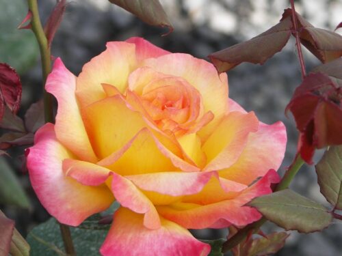Rose Bush Sunline - Springvale Garden Centre