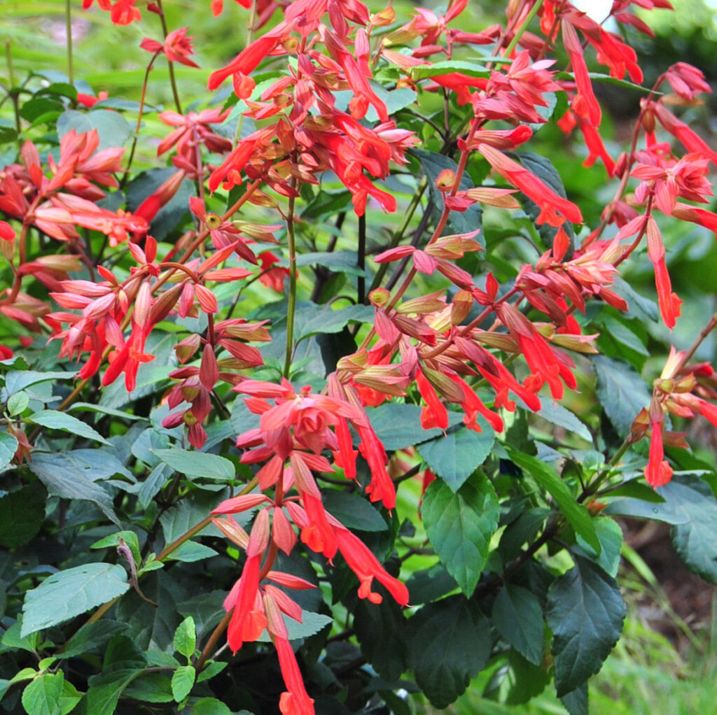 Salvia Embers Wish - Springvale Garden Centre