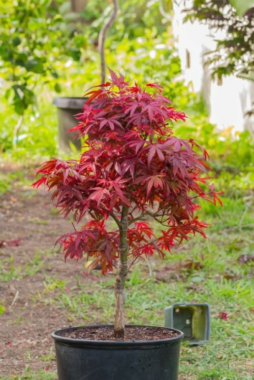 Acer p. 'Shaina' Topiary - Springvale Garden Centre