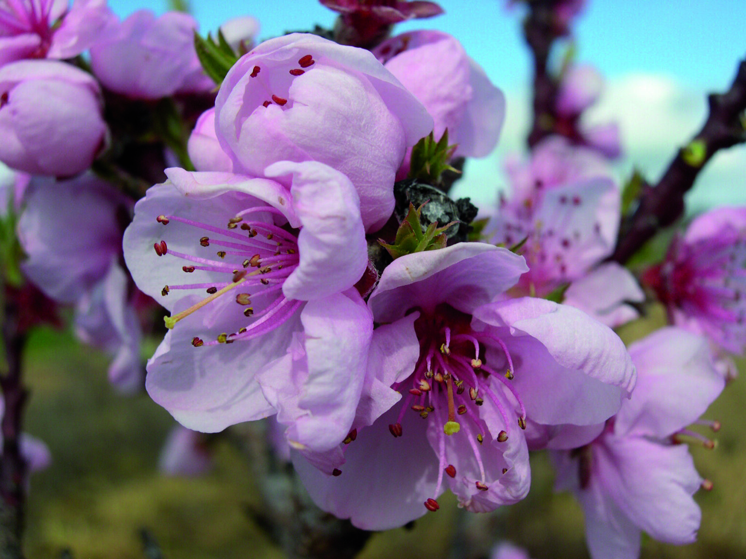 Peach Bonanza 40cm Standard - Springvale Garden Centre