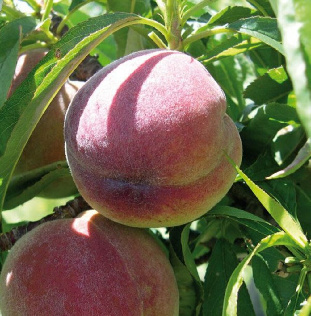 Peach Bonanza 60cm Standard - Springvale Garden Centre